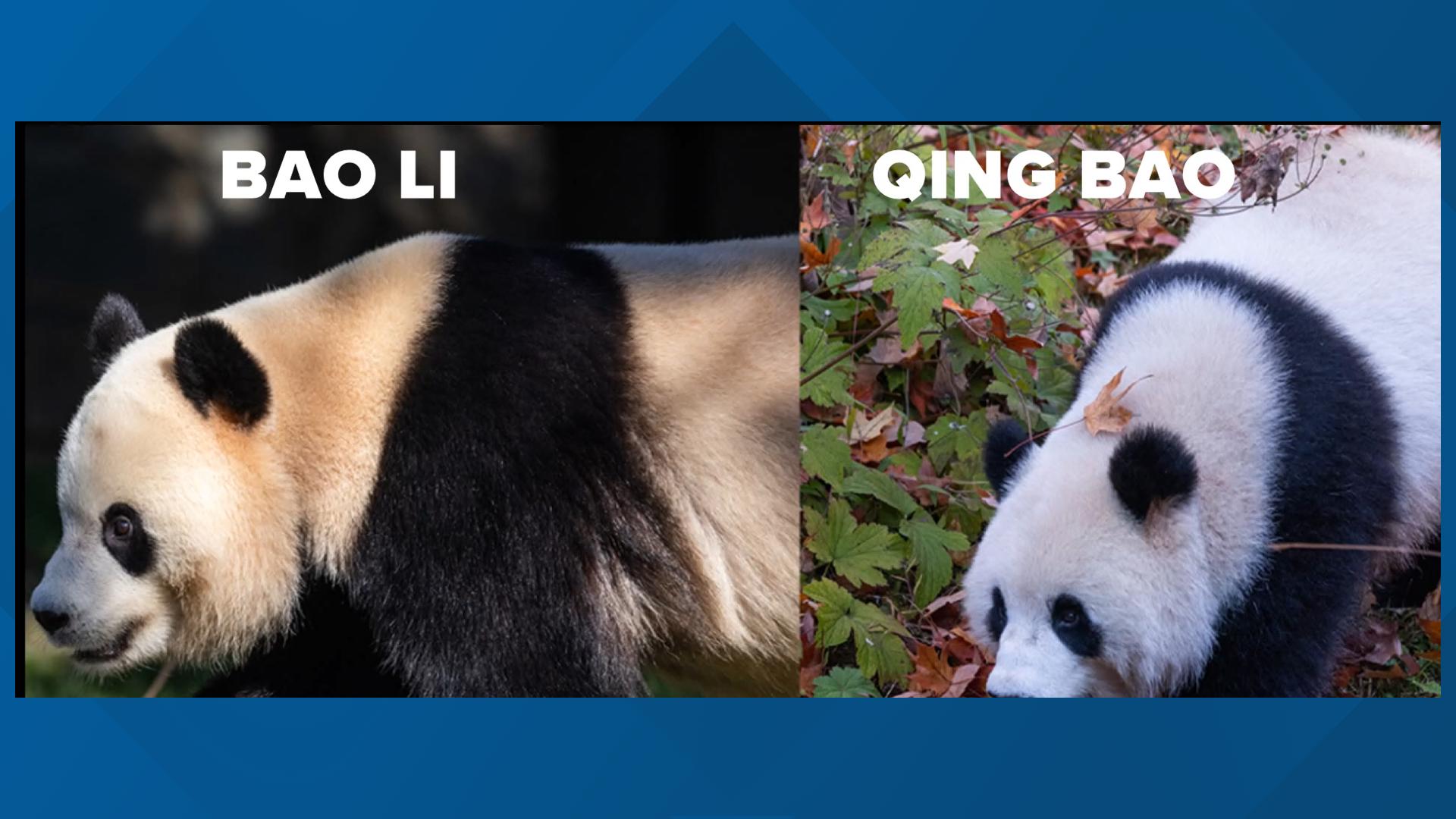 How to tell the difference between the two National Zoo pandas | fox43.com