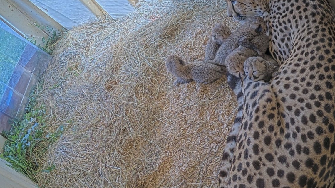 Five cheetah cubs born at the Smithsonian National Zoo | fox43.com