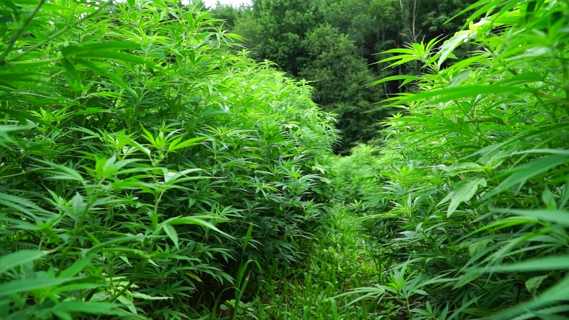 Look-alike labels for Delta-8 THC targeted by parents, doctors | fox43.com