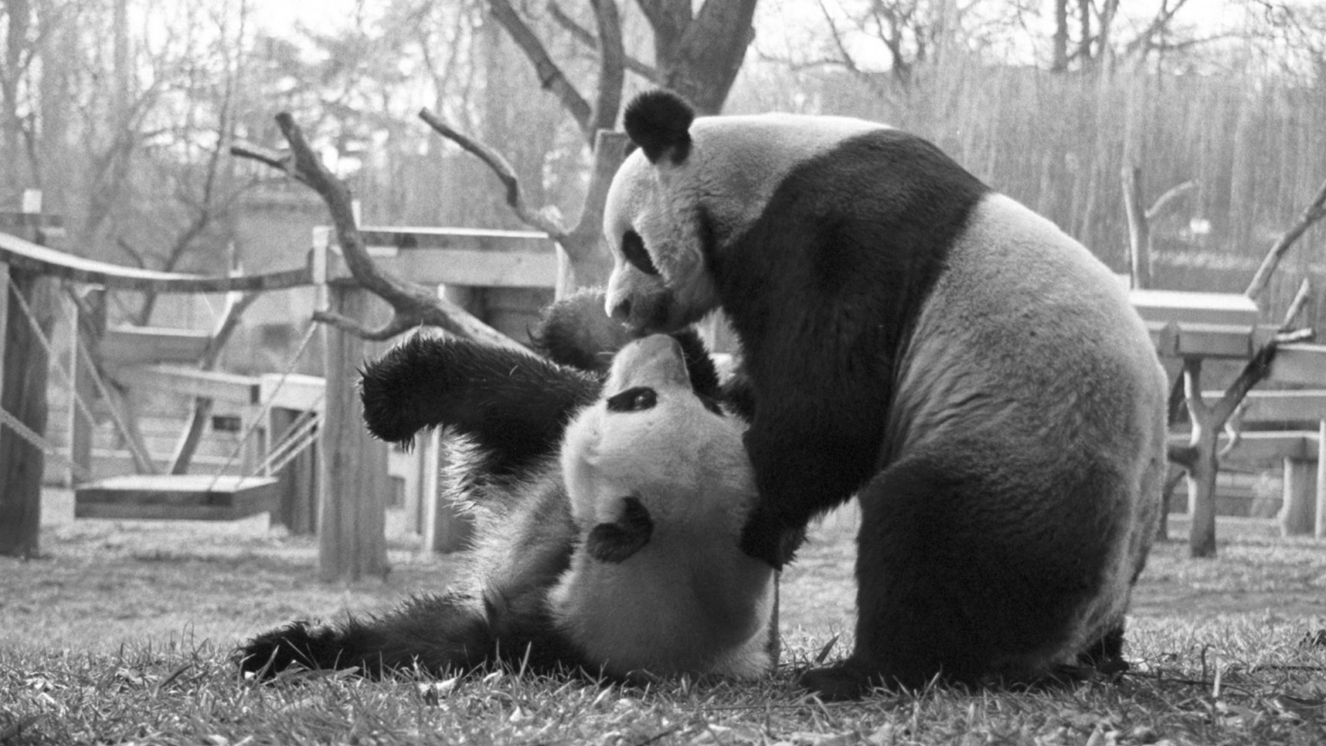 Revisiting panda history in Washington, DC | fox43.com
