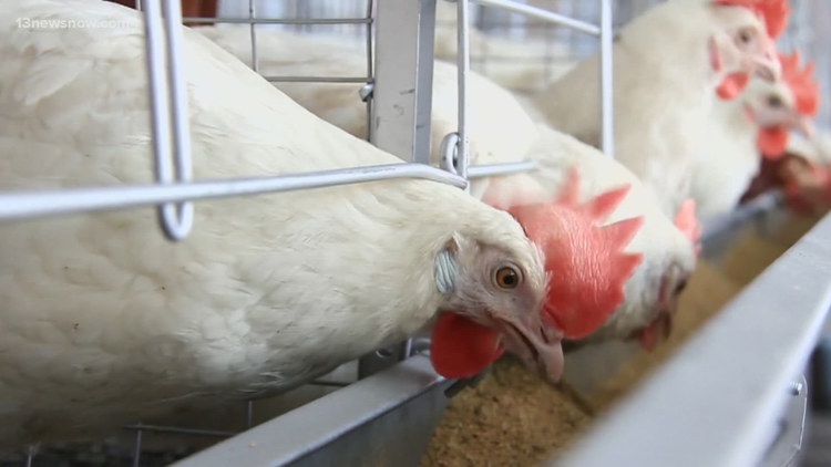 Shapiro administration escalates action as avian flu hits Pa. poultry ...