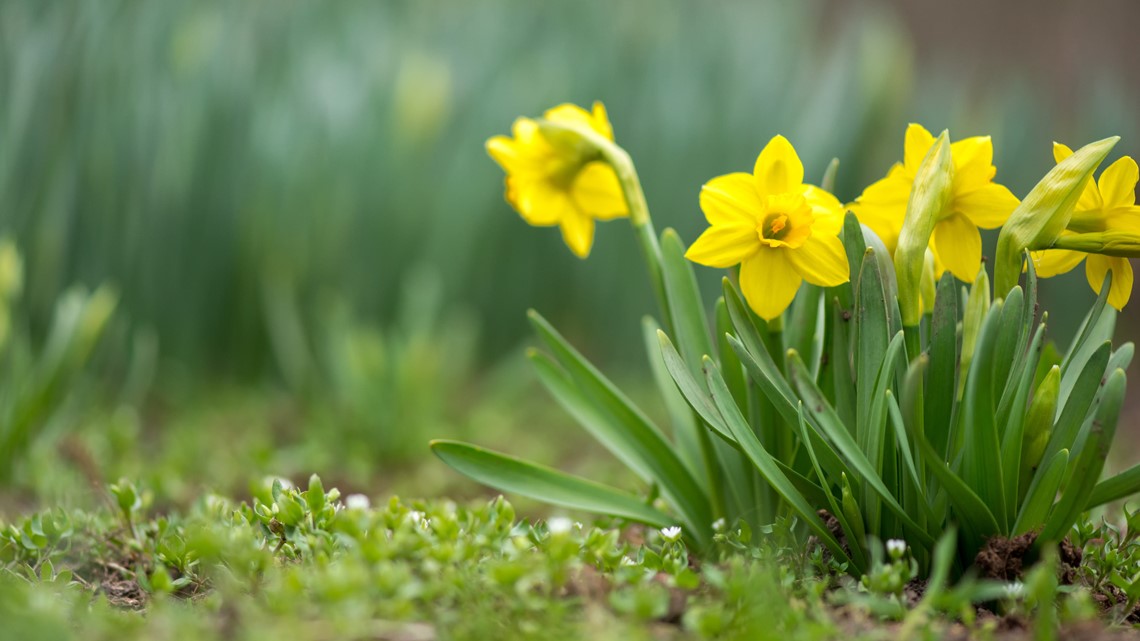Daffodils take over 87th Flower Show in Chambersburg this weekend ...