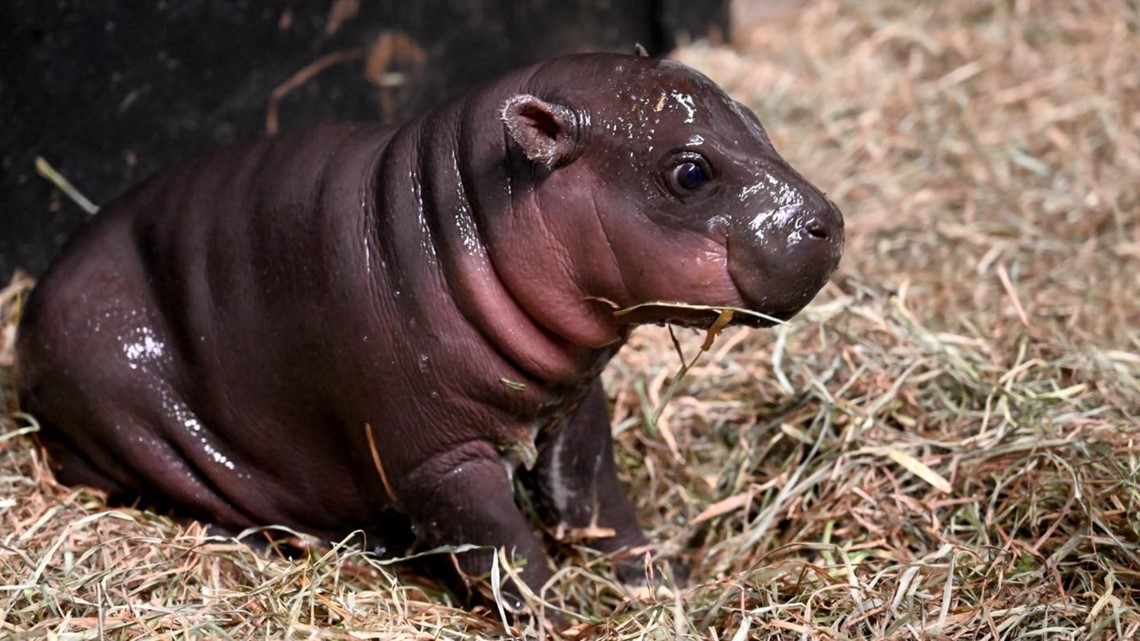 Female pygmy hippo calf born at Metro Richmond Zoo in Virginia | 10tv.com