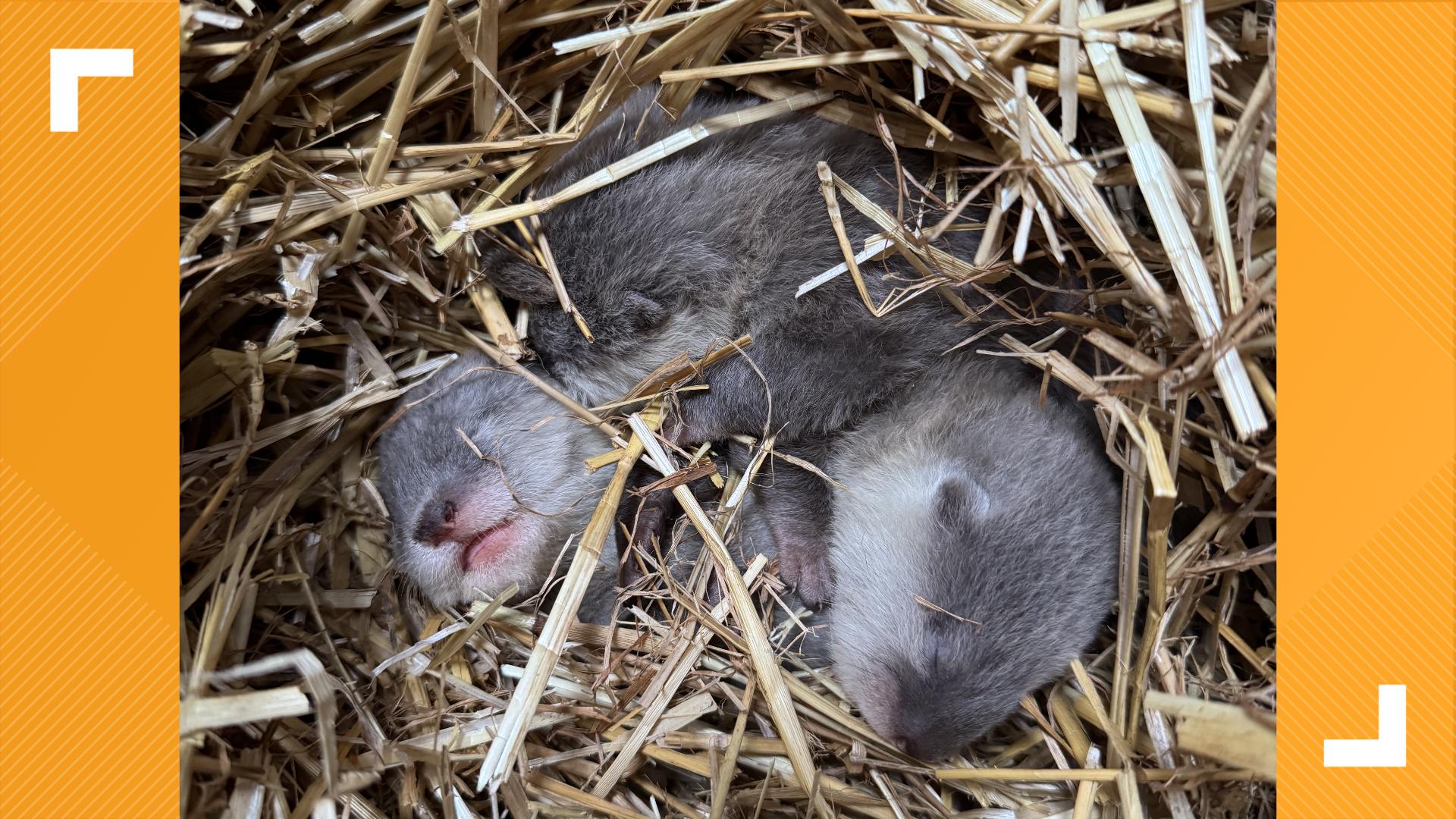 3 baby otters born at Virginia Zoo | rocketcitynow.com