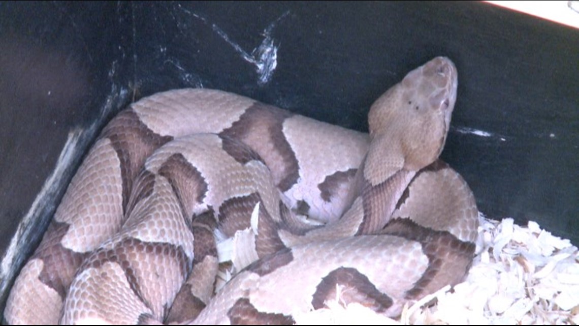 What you need to know about snakes in Georgia | wthr.com