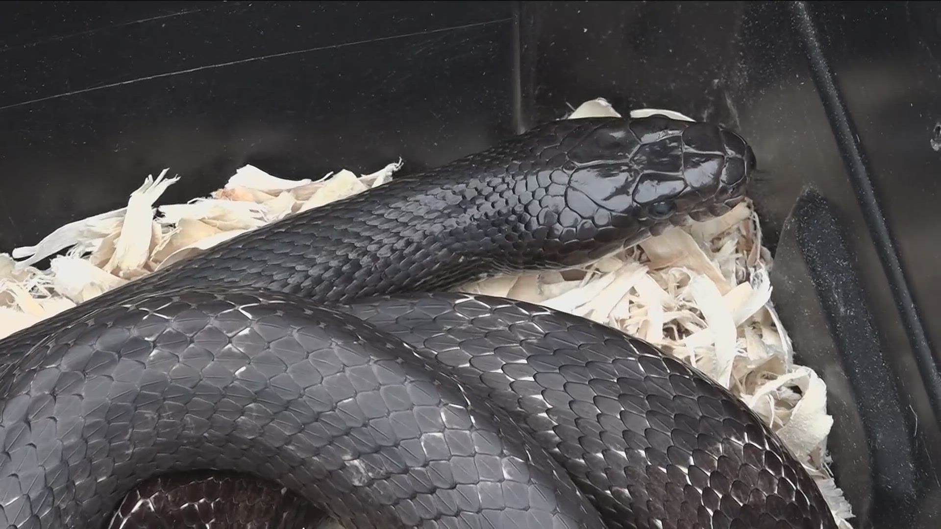 Snake season in Georgia | What to do | rocketcitynow.com