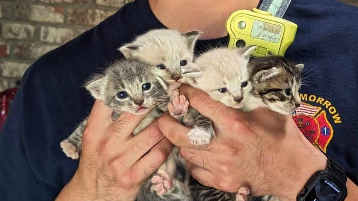 Georgia firefighters rescue litter of kittens | 10tv.com