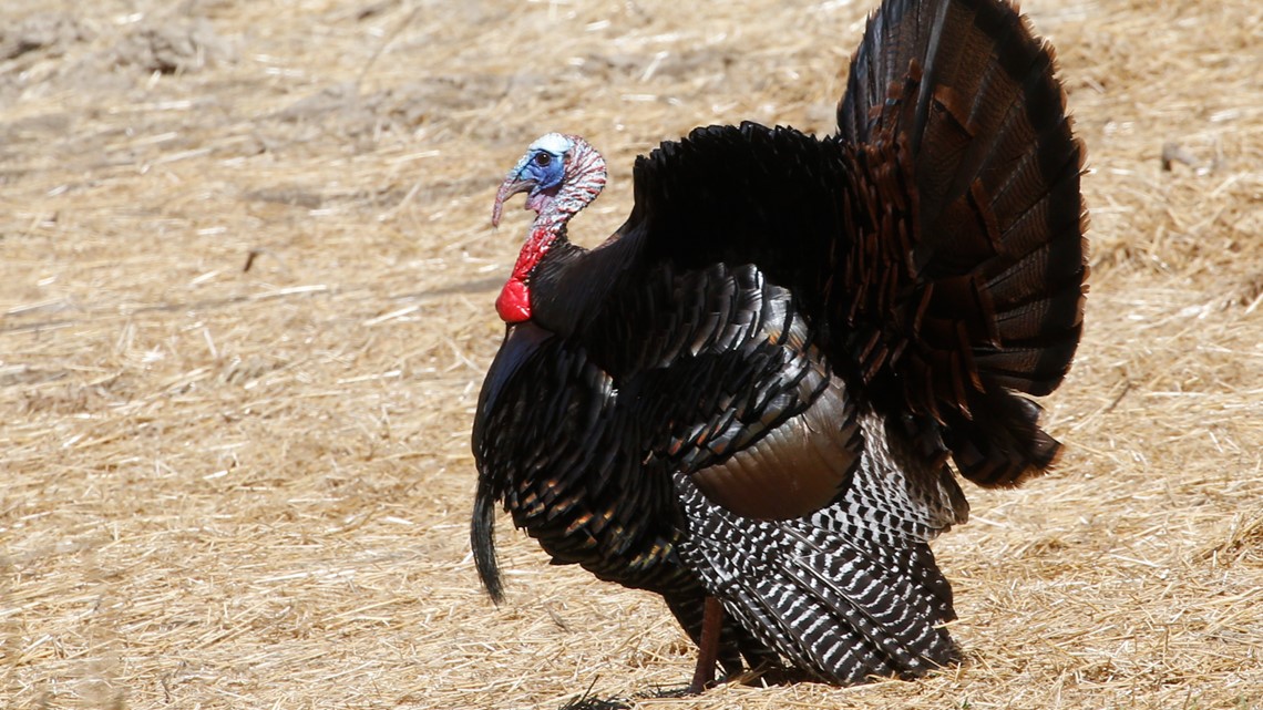 The true story behind the 9/11 Budweiser commercial that only aired one ...