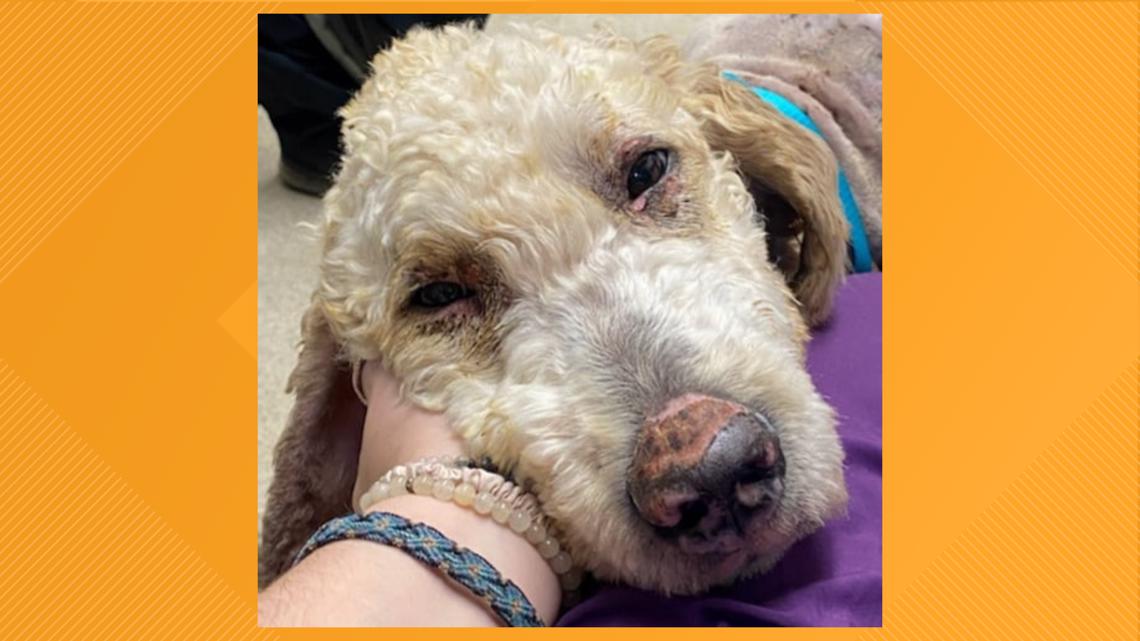 Dog set on fire expected to survive attack | wthr.com