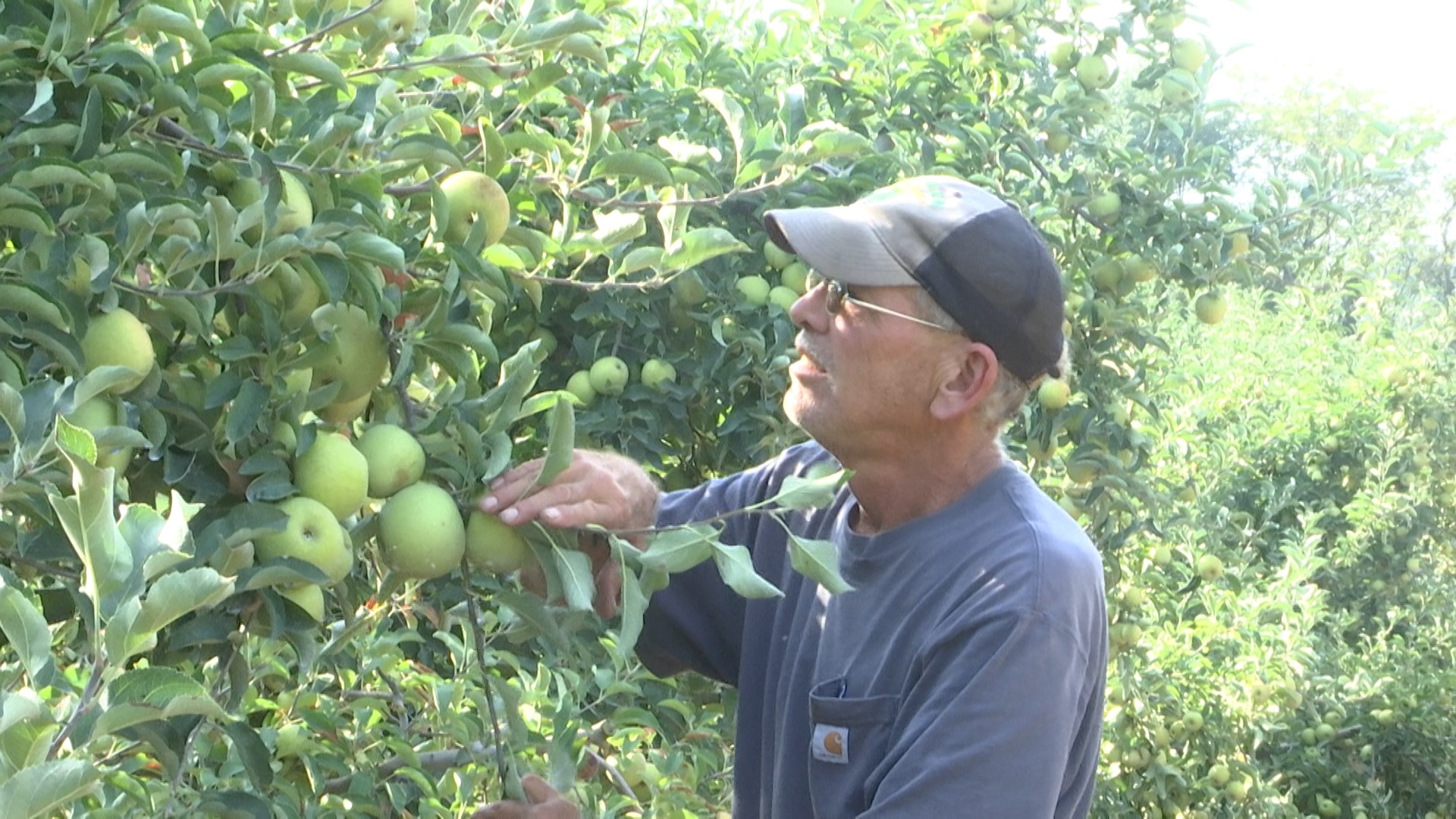 Drought impacting apple harvest for local farmers | rocketcitynow.com