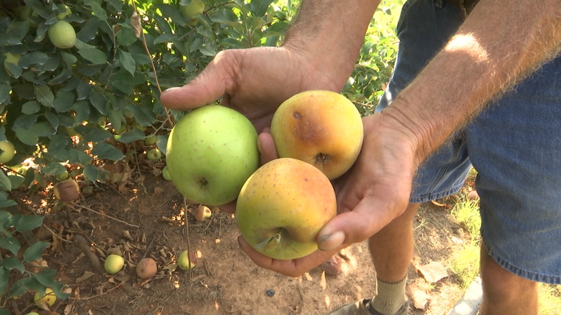 Drought impacting apple harvest for local farmers | rocketcitynow.com