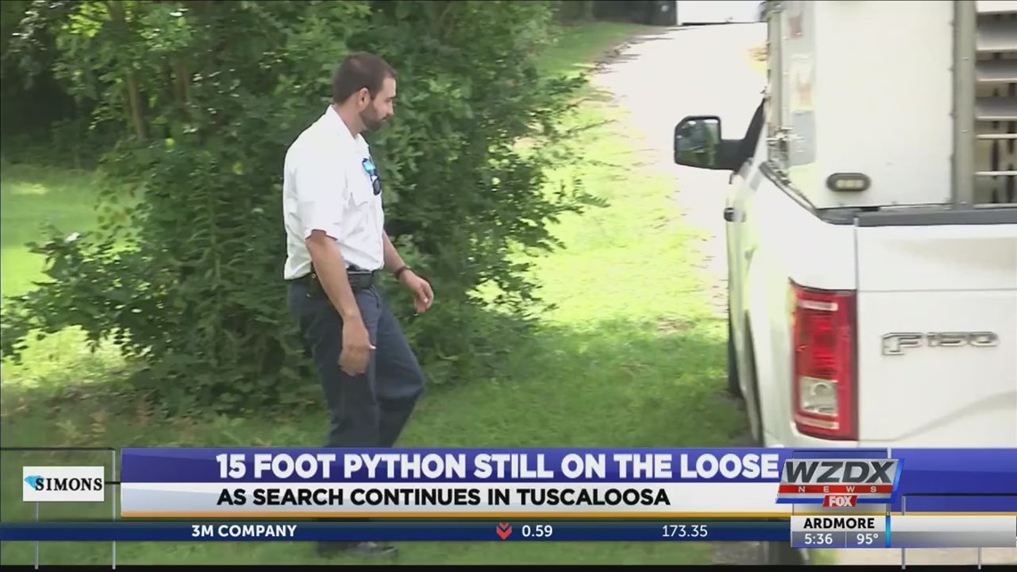 Search continues for 15-foot python in Tuscaloosa | rocketcitynow.com