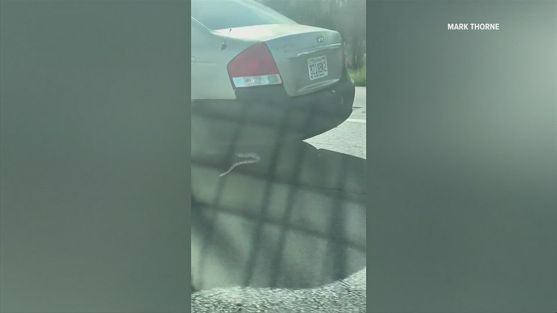 Snakes alive: Snake seen dangling from speeding car | rocketcitynow.com