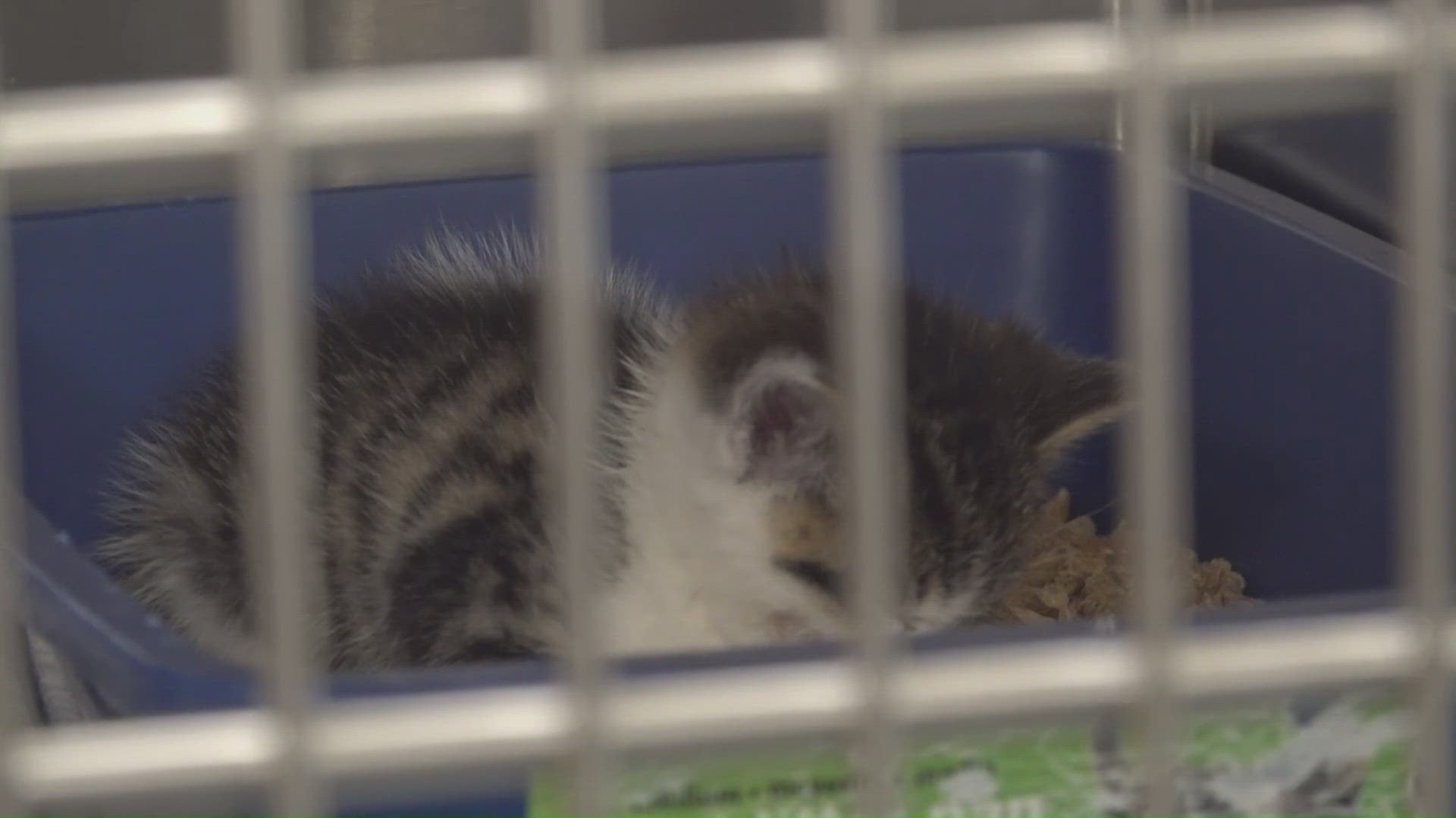 Huntsville Animal Services urges foster care as cat overcrowding hits ...