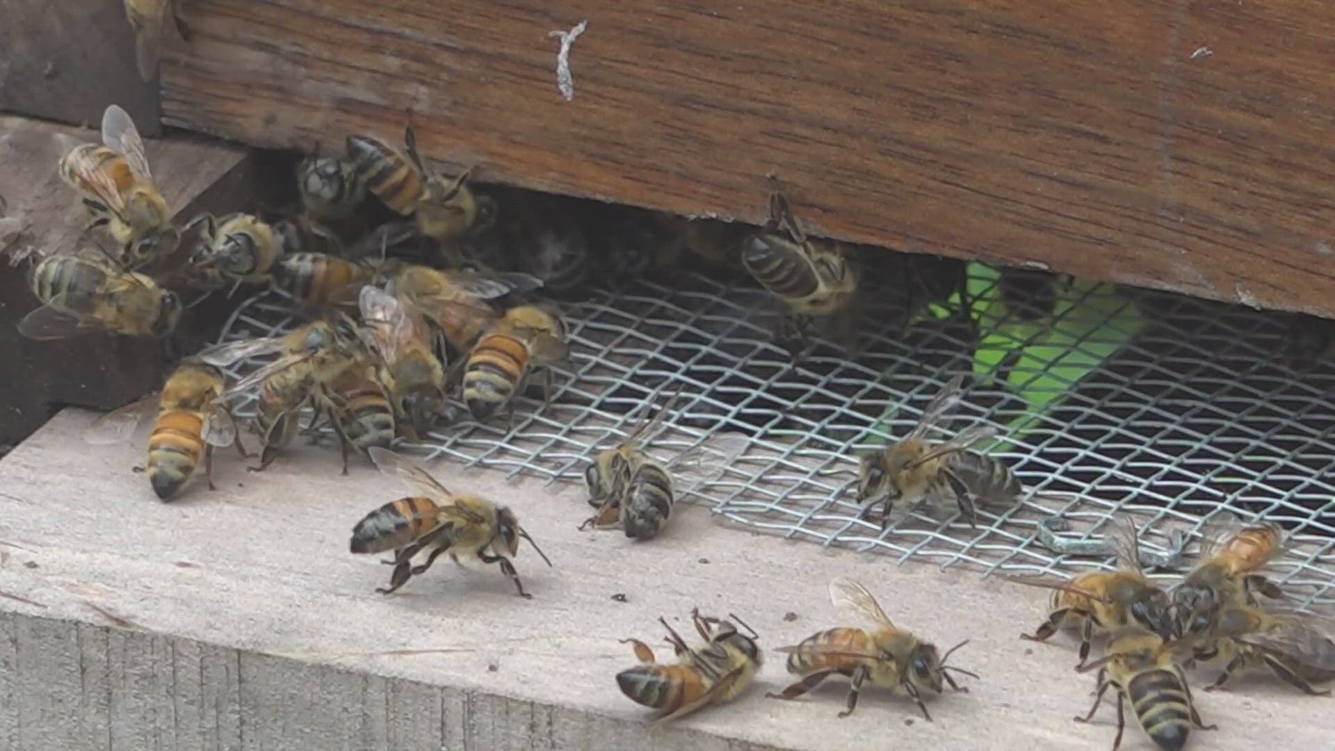 Don't call the exterminator: Why North Alabama beekeepers want to ...