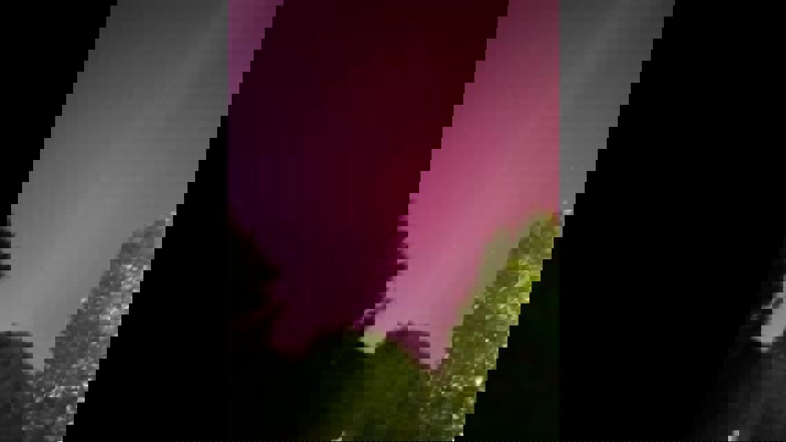 GALLERY | North Alabama sees the Northern Lights | rocketcitynow.com