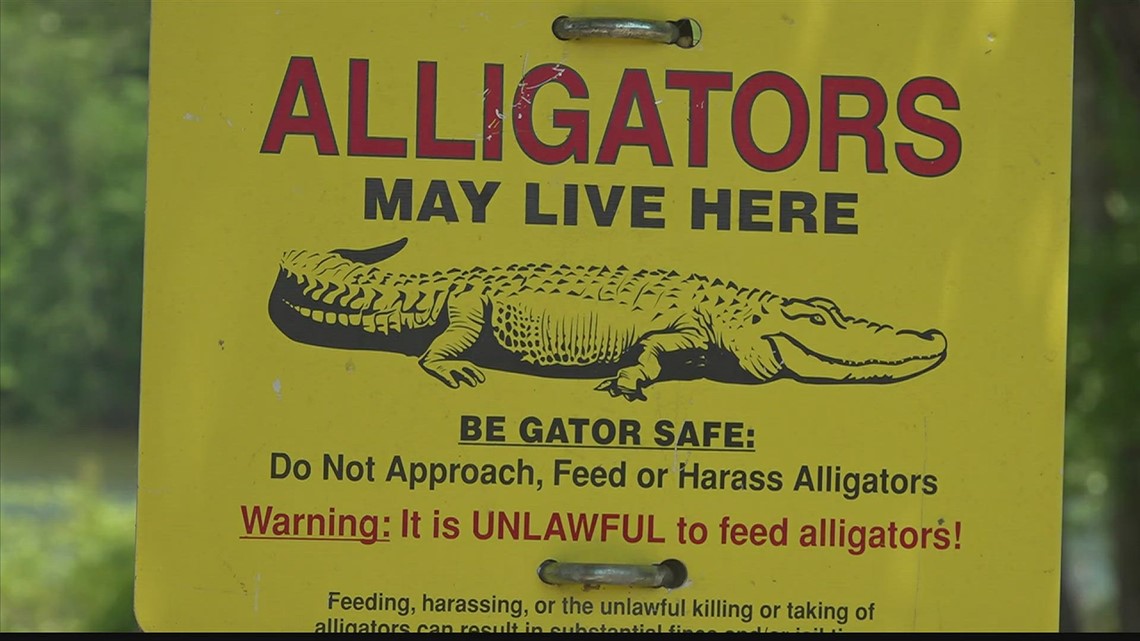 Will I see you later, alligator? | rocketcitynow.com