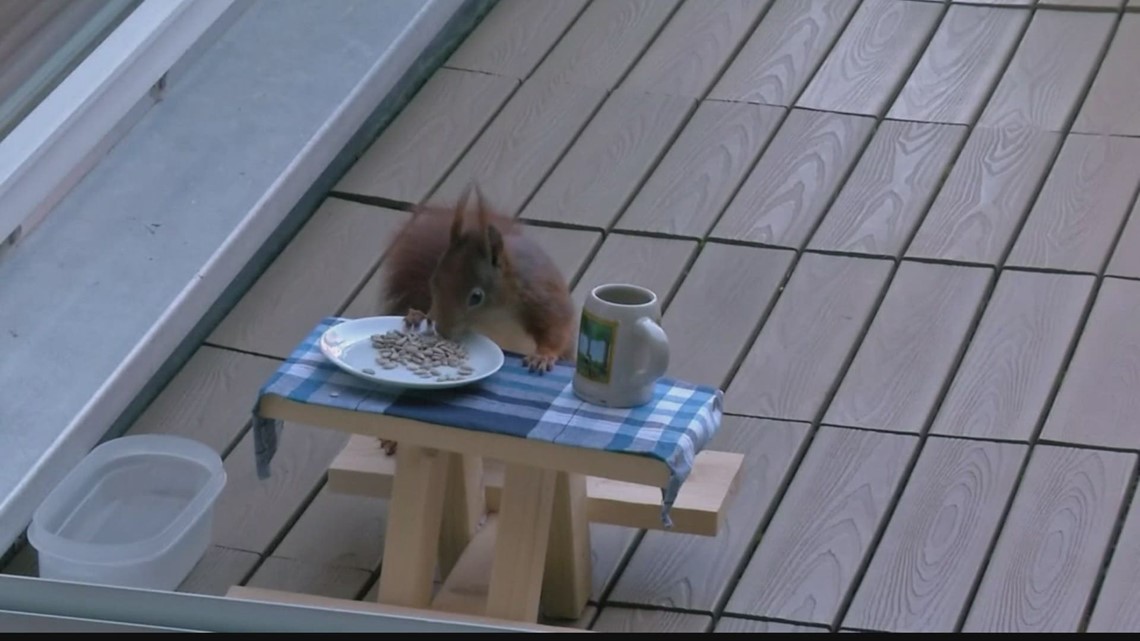 German squirrel gets its own beer garden | rocketcitynow.com