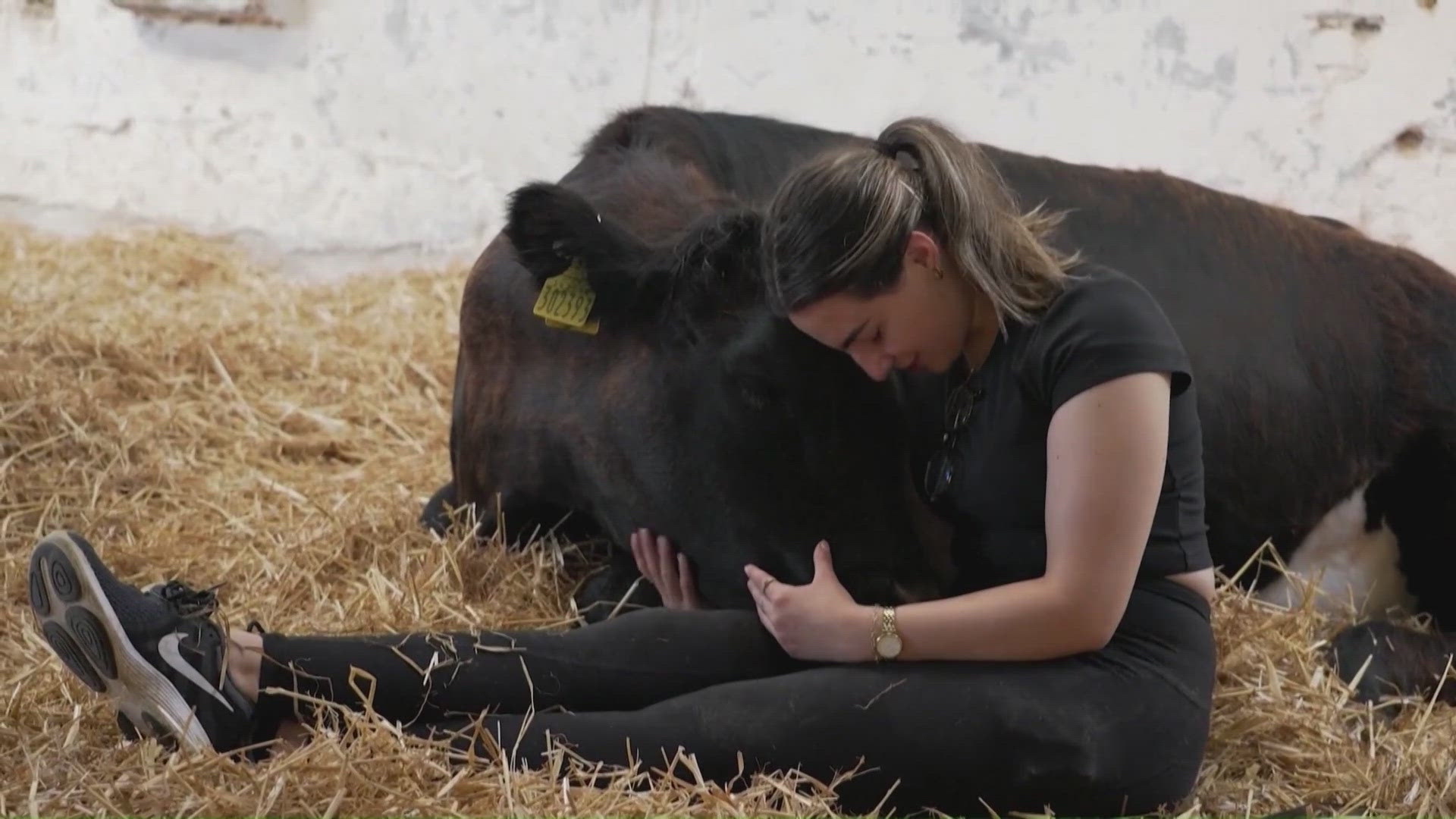 Yes, cow cuddling is real — and it could help save struggling farms ...