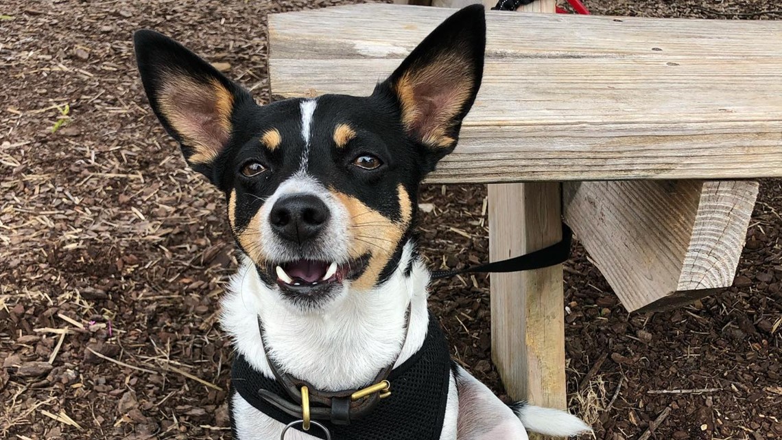 HAWS hosts Cutest Dog Contest at The Camp this Saturday | rocketcitynow.com