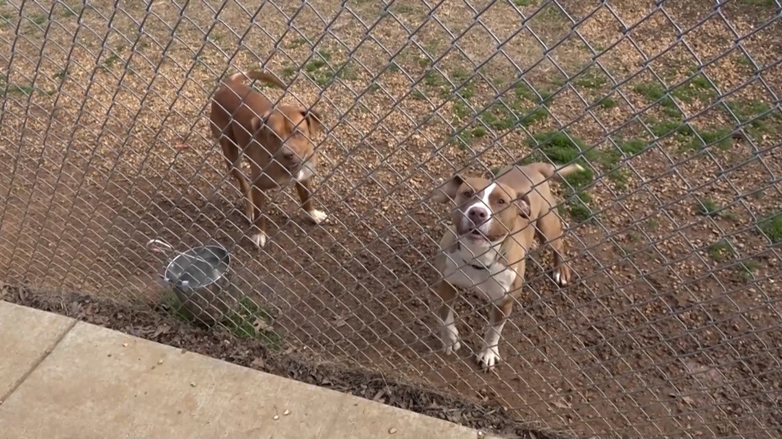 Are more 'pandemic dogs' being returned to shelters? | rocketcitynow.com