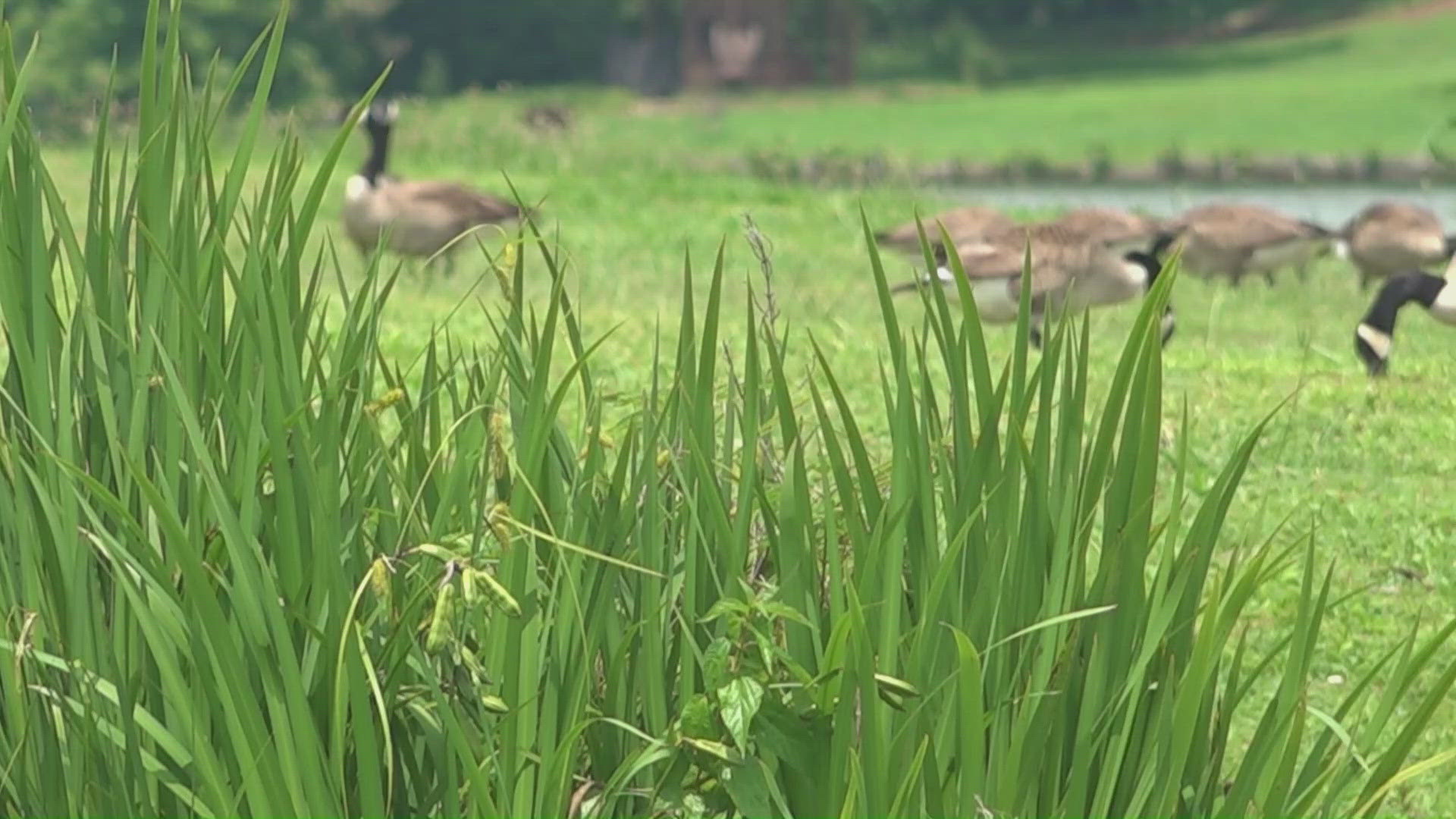 Edgewater HOA, residents working to find alternative goose management ...