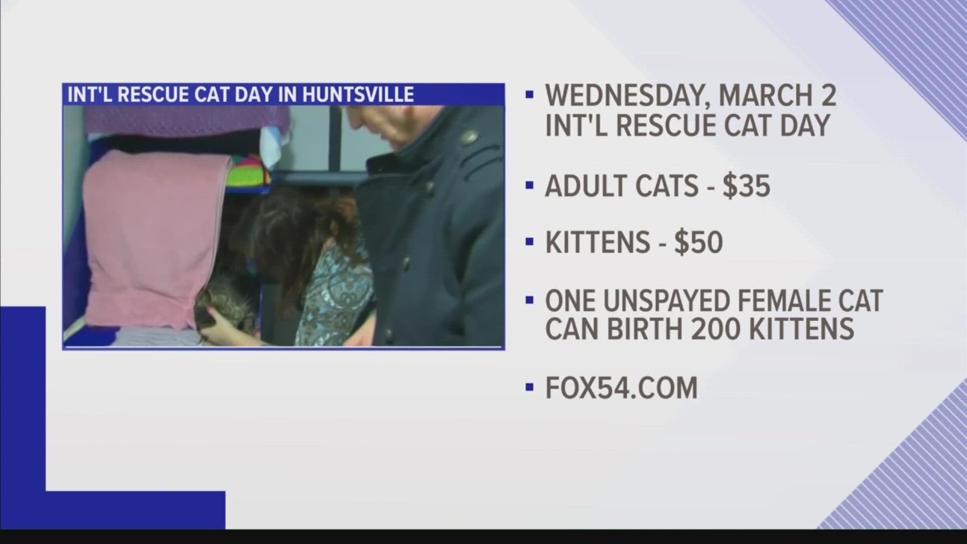 Celebrate International Rescue Cat Day with a furry friend ...