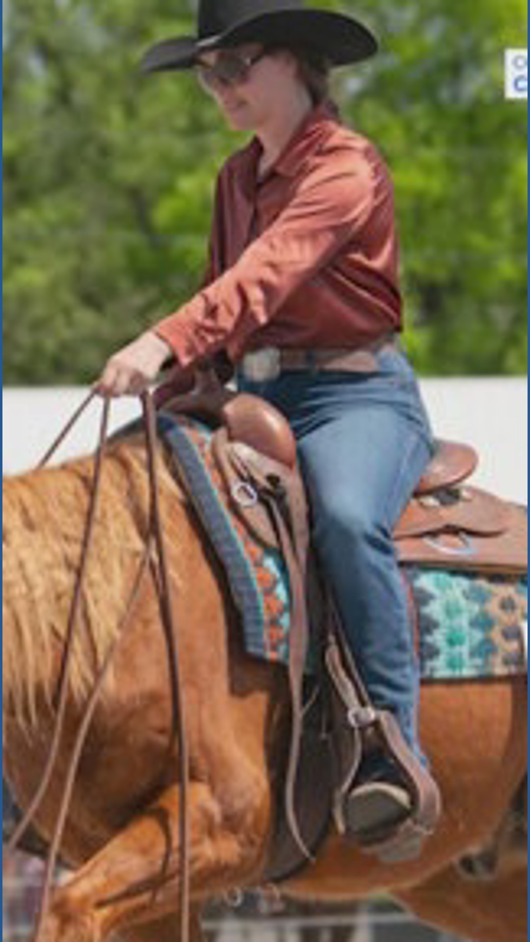 Tragic accident leads to loss of three horses and a pony at Elkmont ...