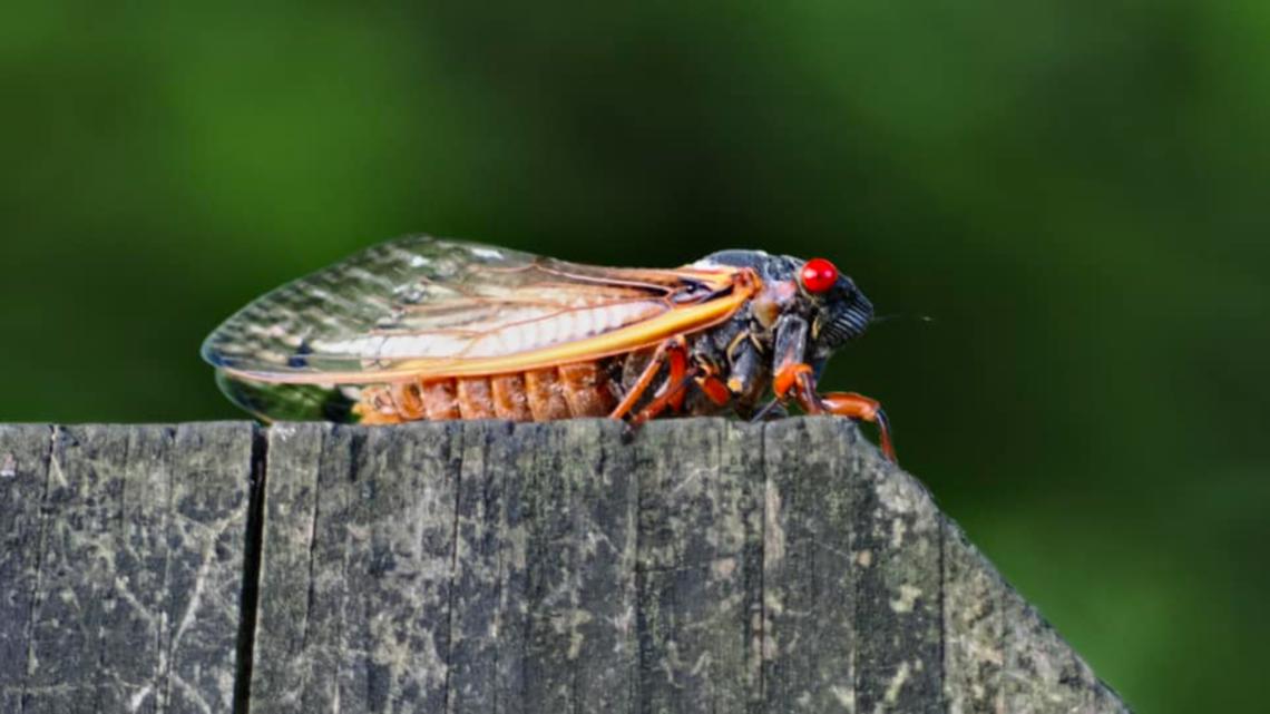 BUGGIN' OUT: Cicadas emerge in North Alabama | rocketcitynow.com