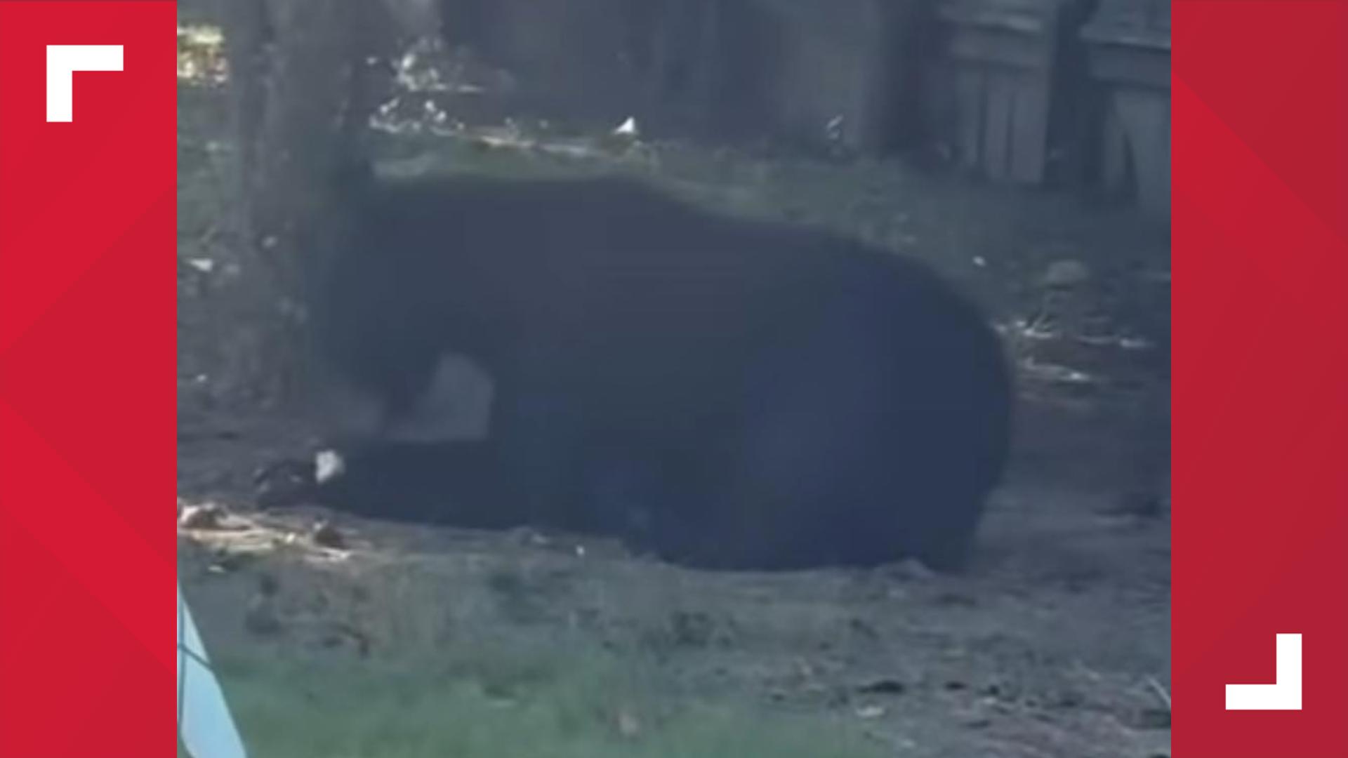 Black bear sightings increase in Morgan County | rocketcitynow.com