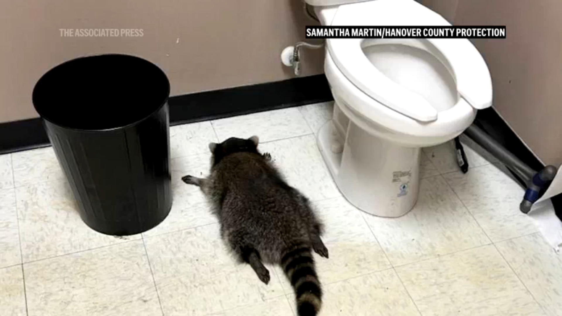 Raccoon goes on drunken rampage in Virginia liquor store and passes out ...