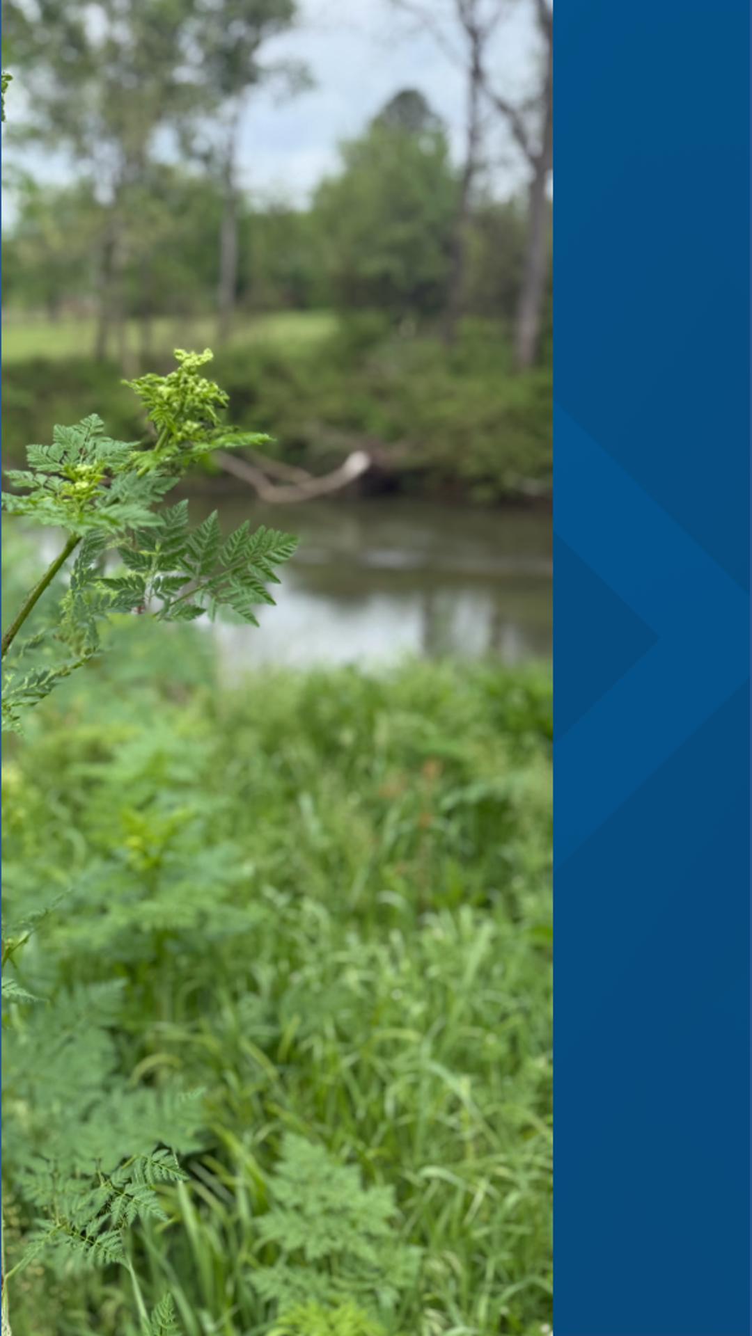 Tennessee issues warning about spreading toxic plant | rocketcitynow.com