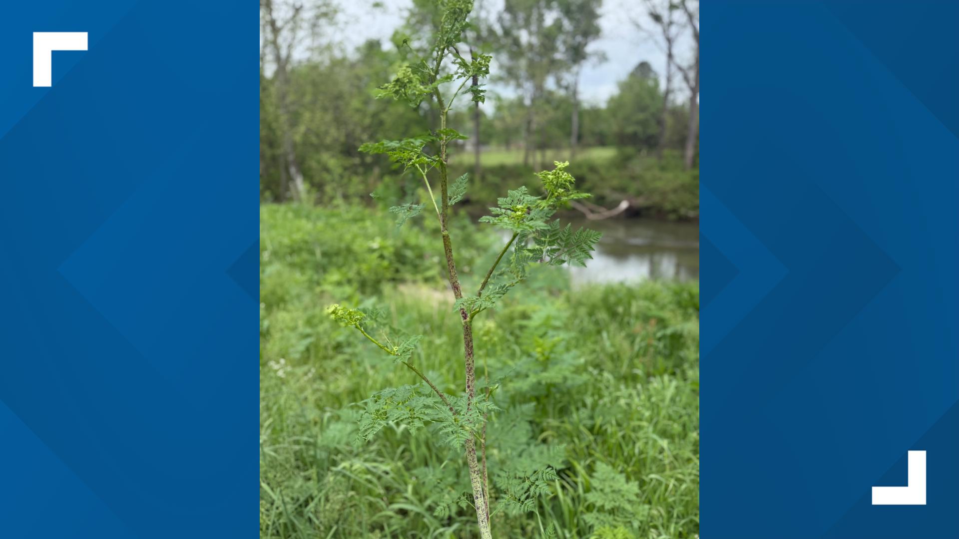 Tennessee issues warning about spreading toxic plant | rocketcitynow.com