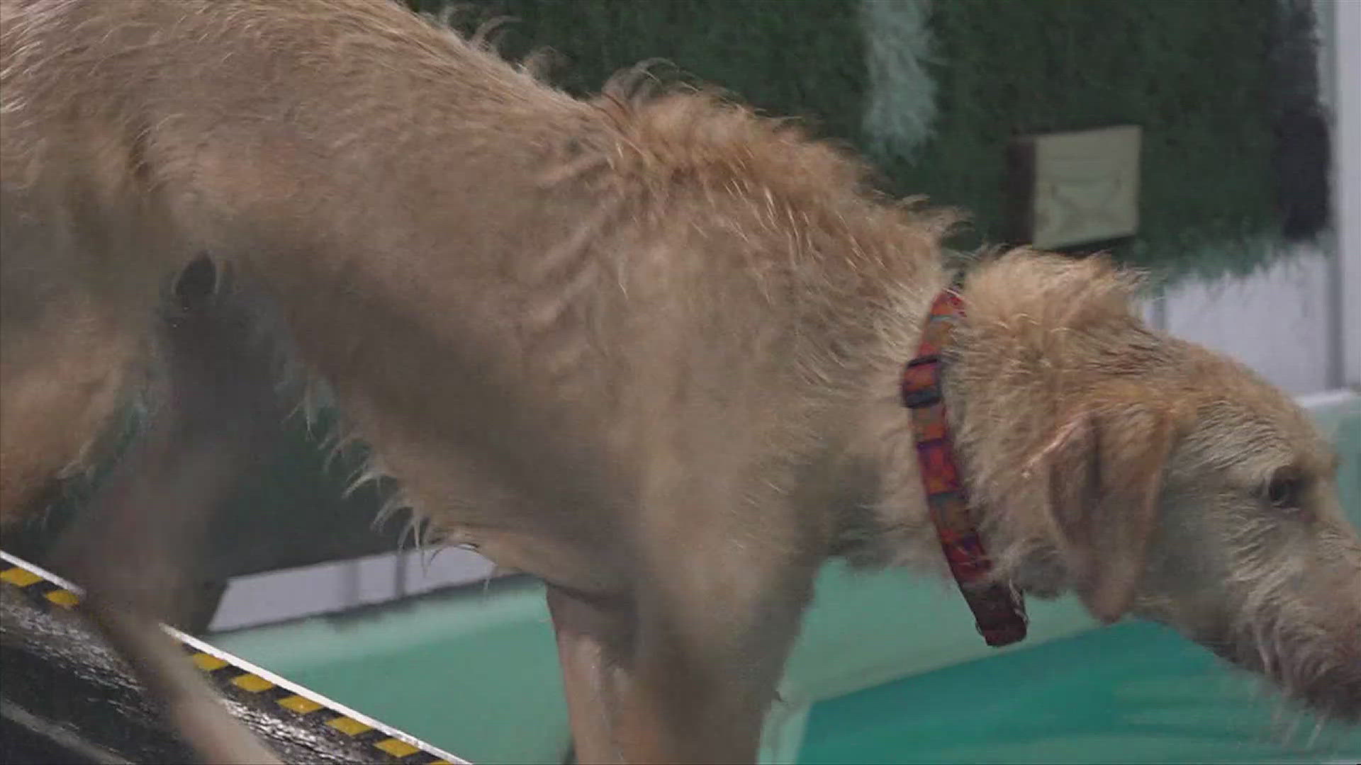 Local business facing closure after owner sees no profits ...