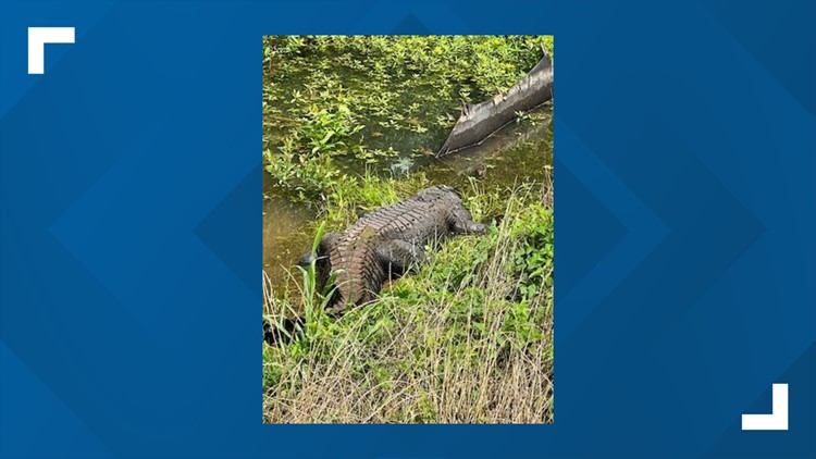 Gator warning: City of Huntsville puts signs in neighborhoods ...