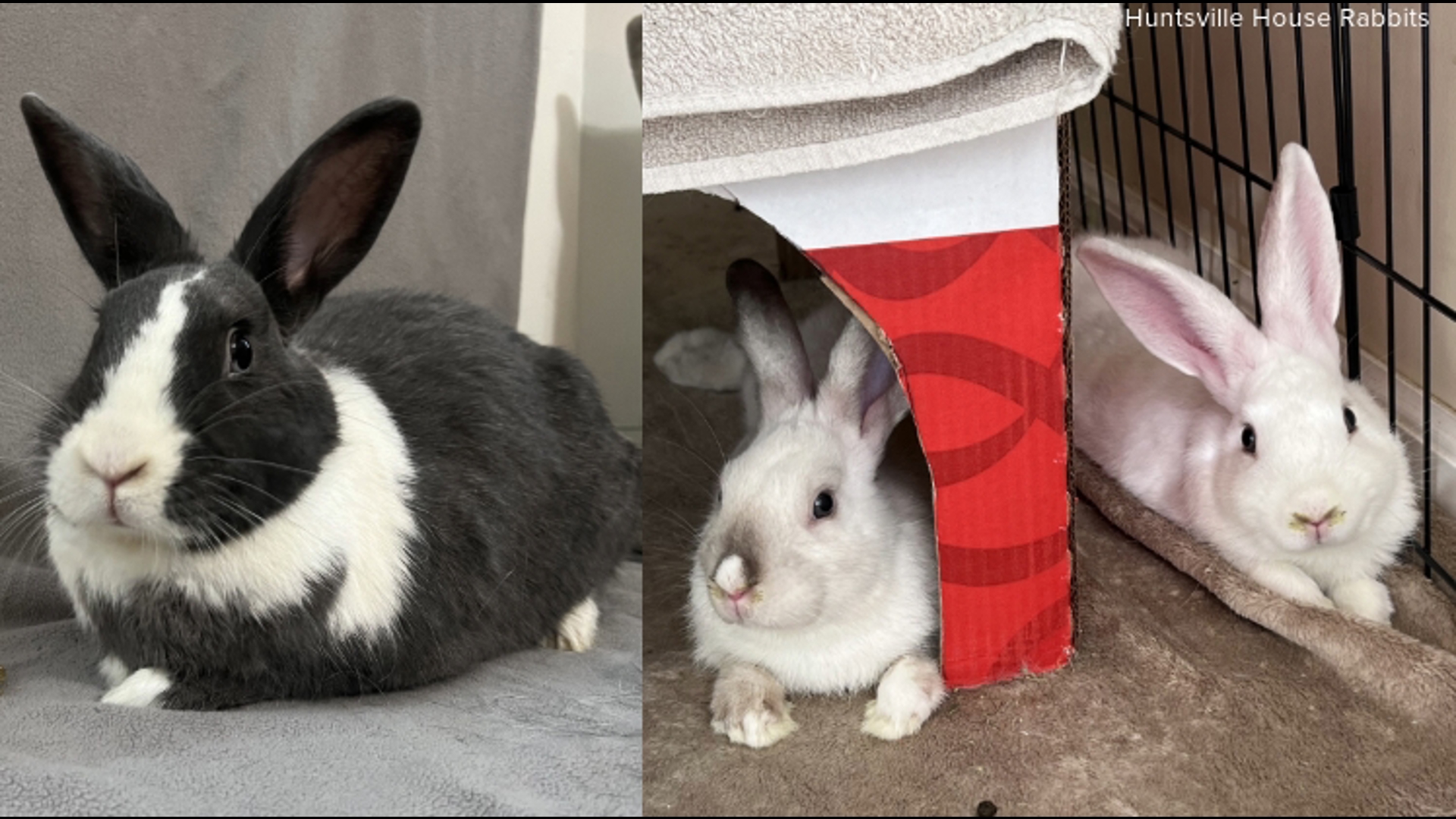 Huntsville House rabbits urgently needs foster homes | rocketcitynow.com