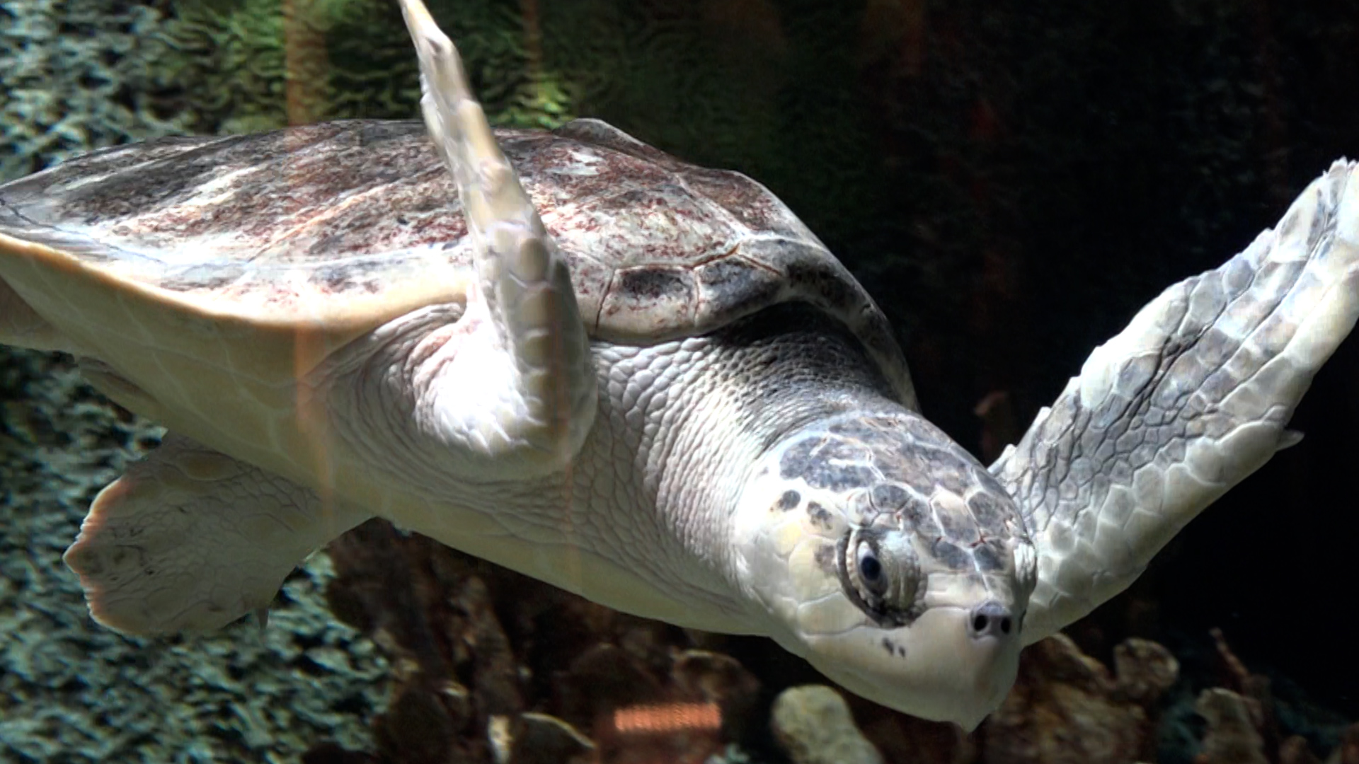 Cook Museum of Natural Science "Aquarist for a Day" | rocketcitynow.com