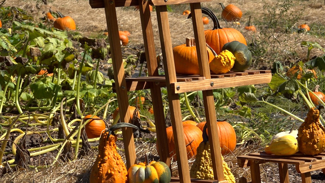 Hidden Rivers Farm welcomes the community to their pumpkin patch ...