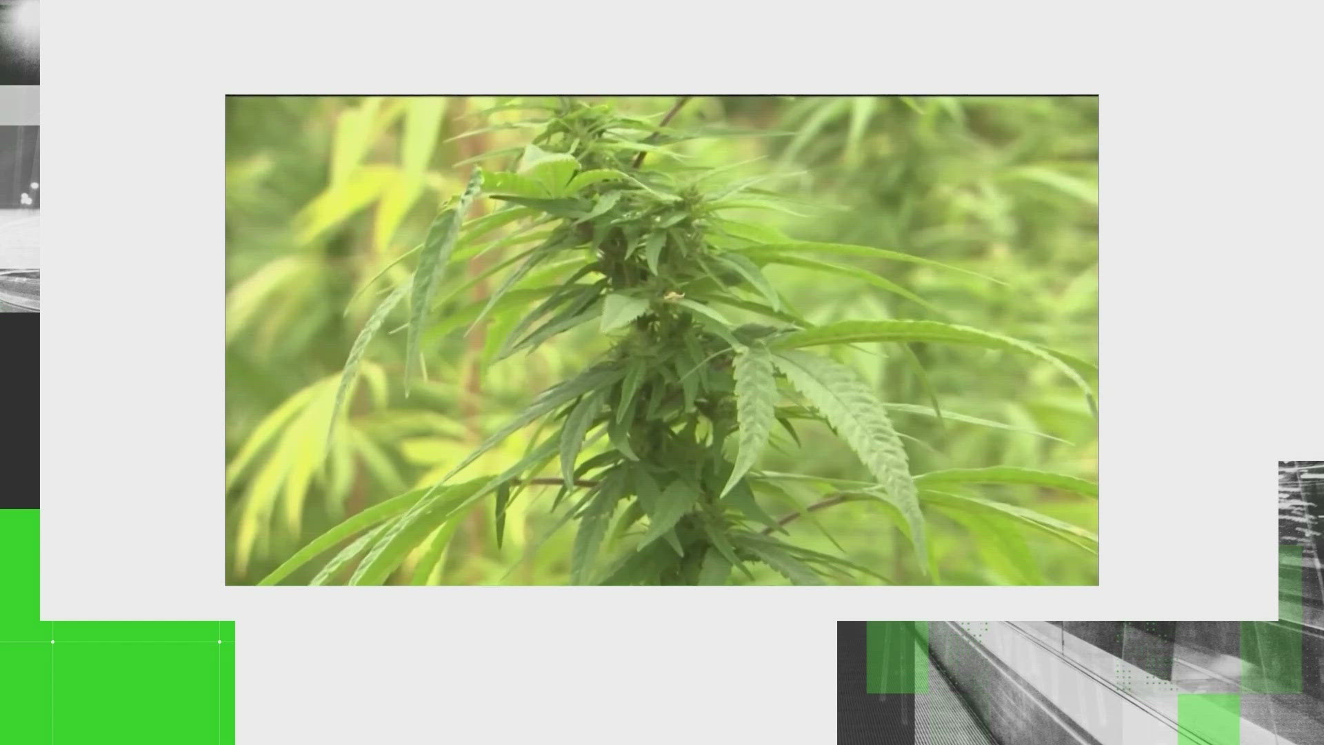 VERIFY: How do you get a medical cannabis recommendation legally in ...