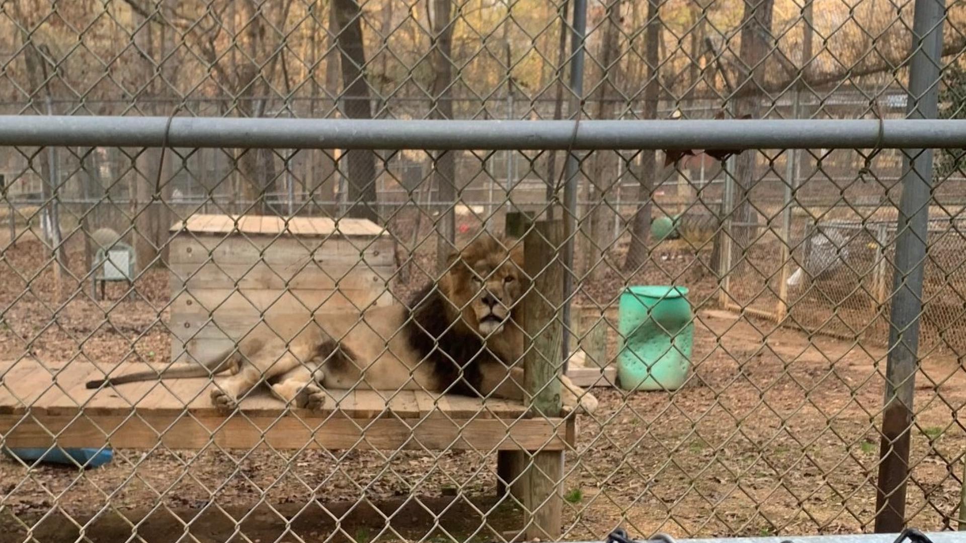 Tigers for Tomorrow Wild Animal Preserve offers $5 January weekend ...