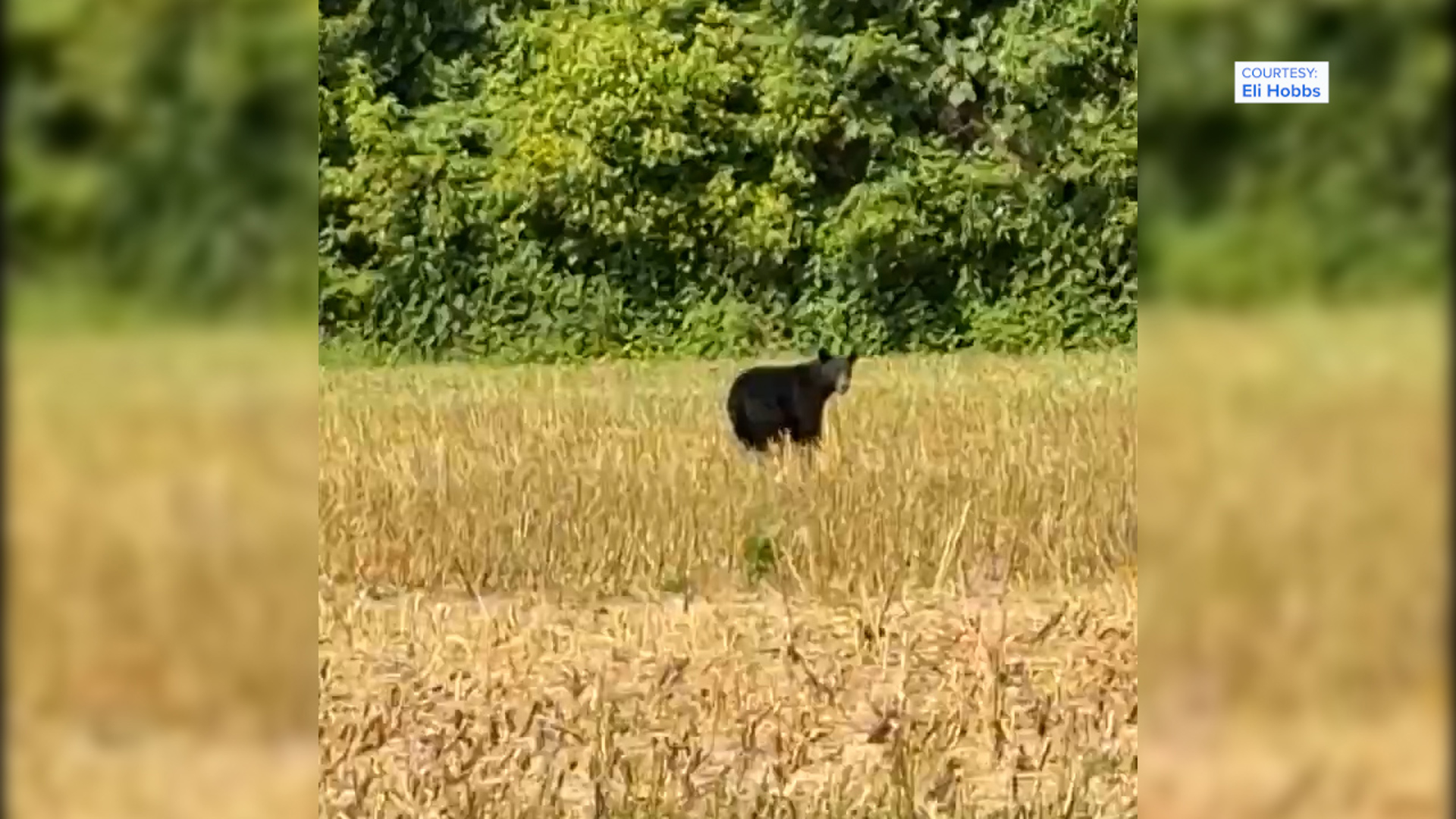Athens alert: Bear spotted, residents urged to stay safe ...