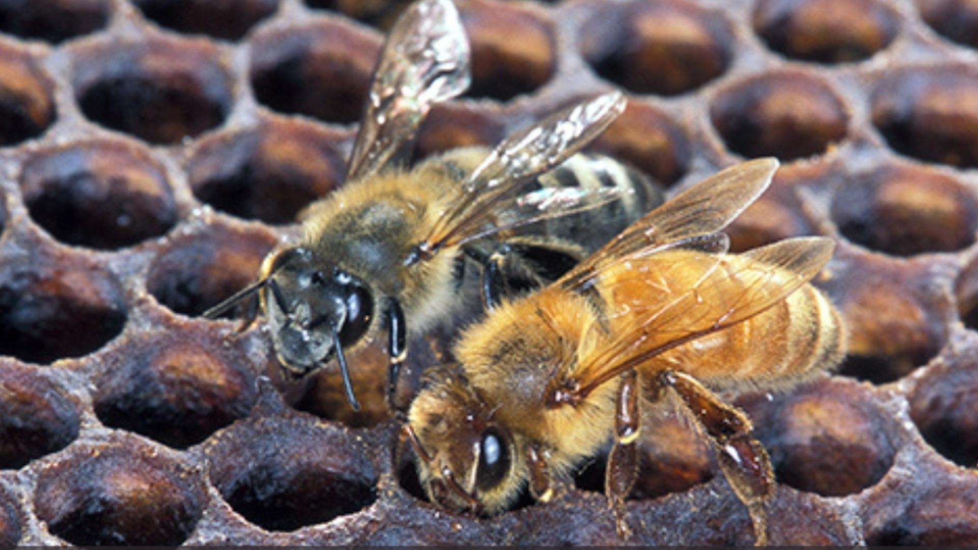 Africanized Honeybees found in Barbour County | rocketcitynow.com