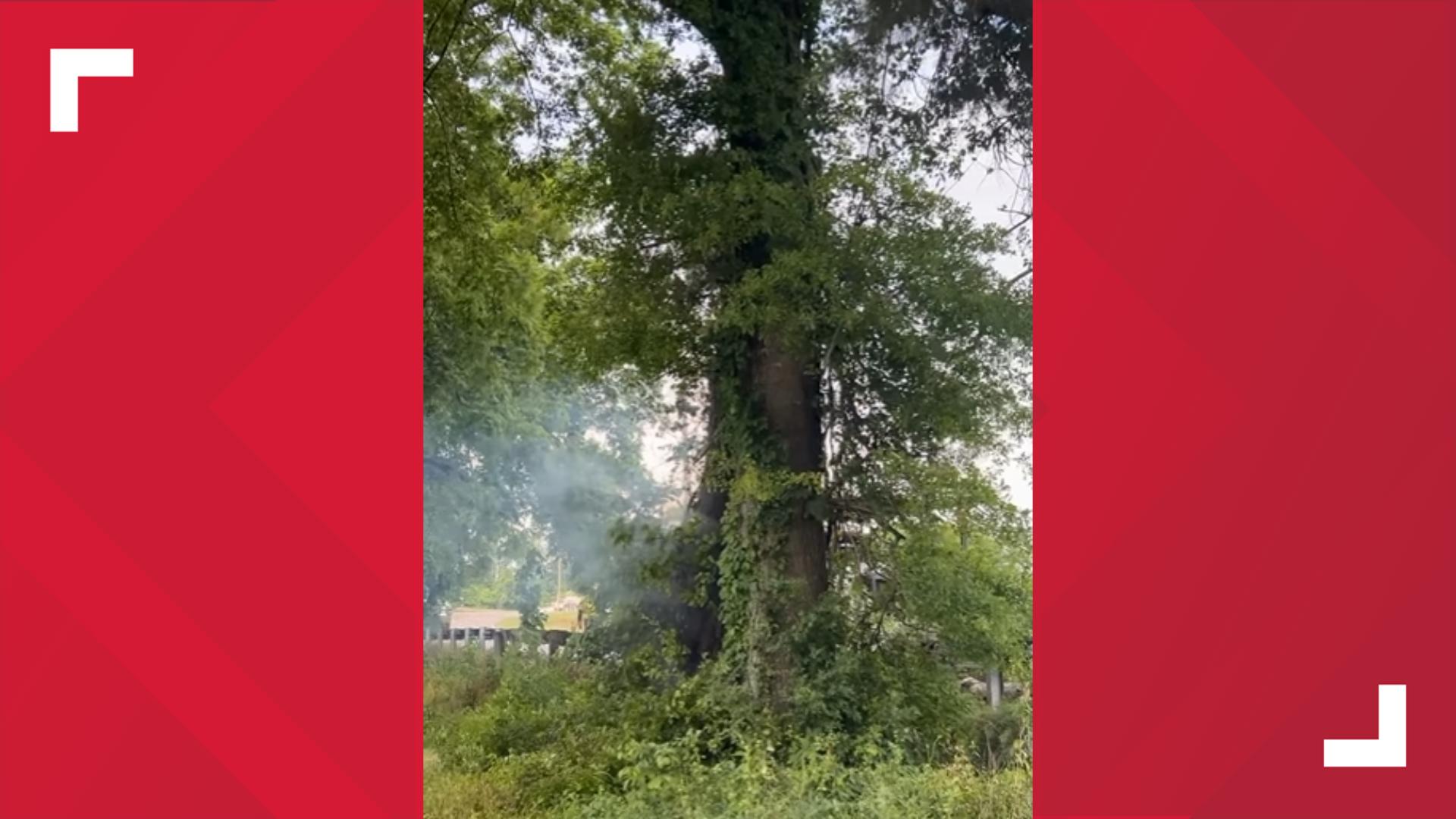 Tree removal underway on Nuclear Plant Road after lightning strike in ...