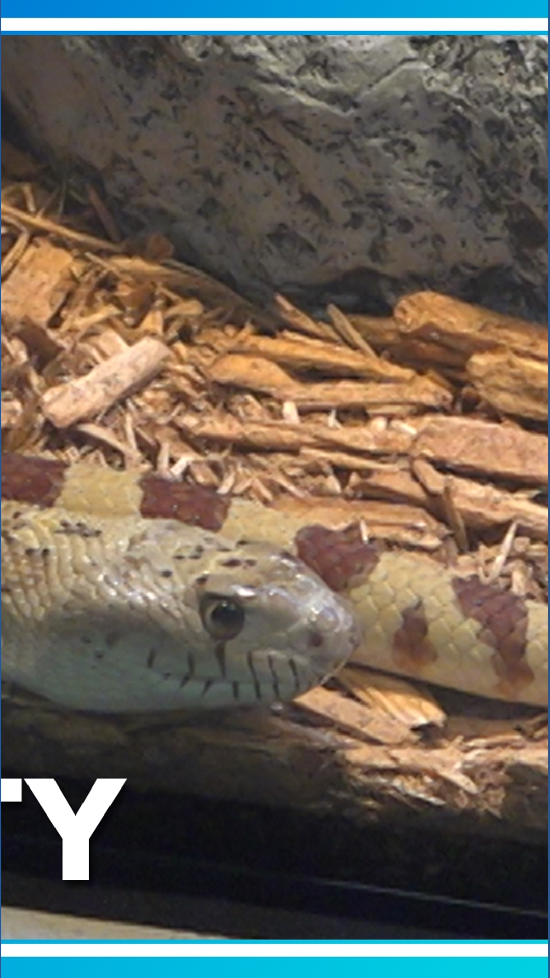 Wellness Wednesday: Snake Safety | rocketcitynow.com
