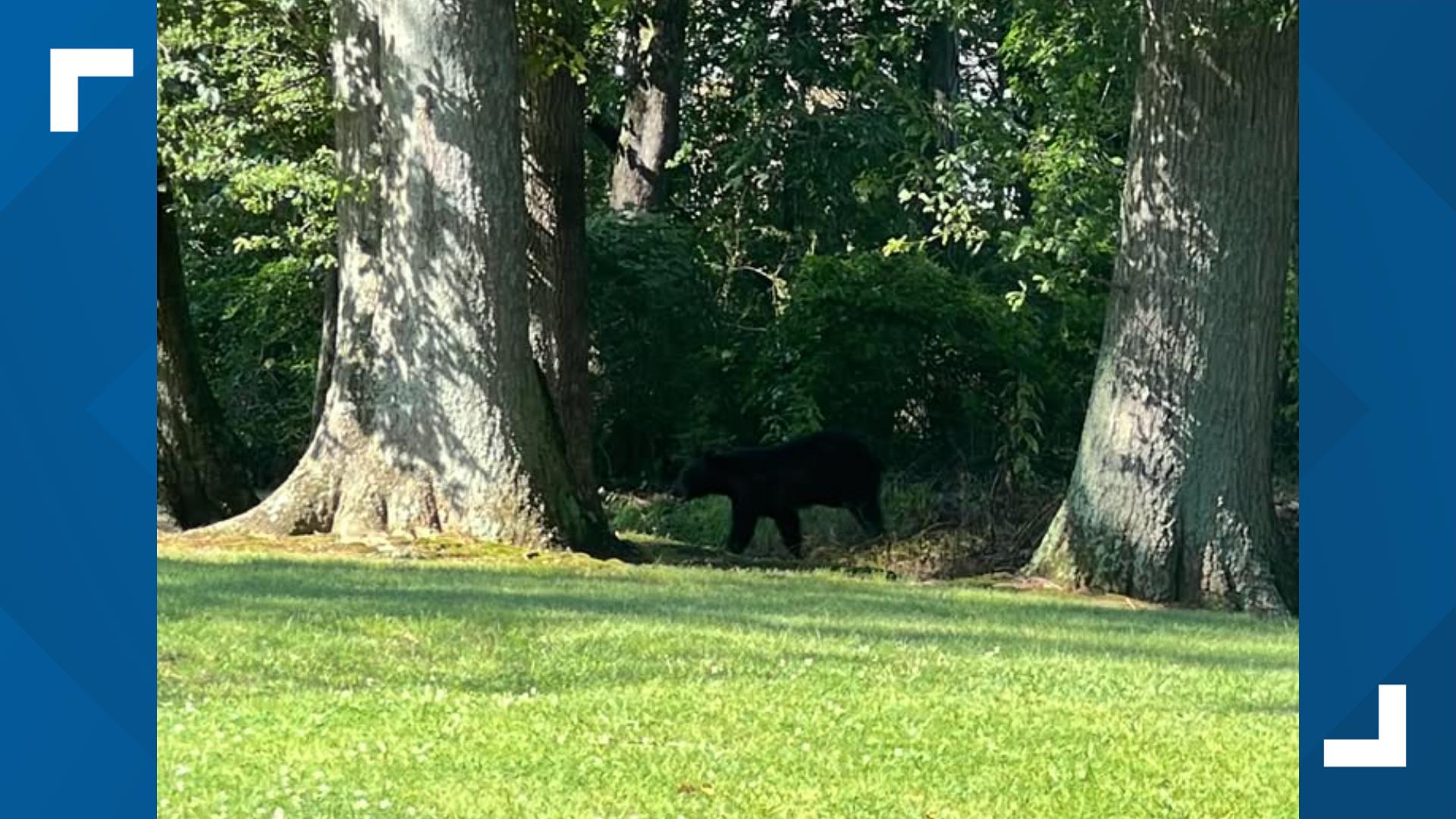 Athens alert: Bear spotted, residents urged to stay safe ...