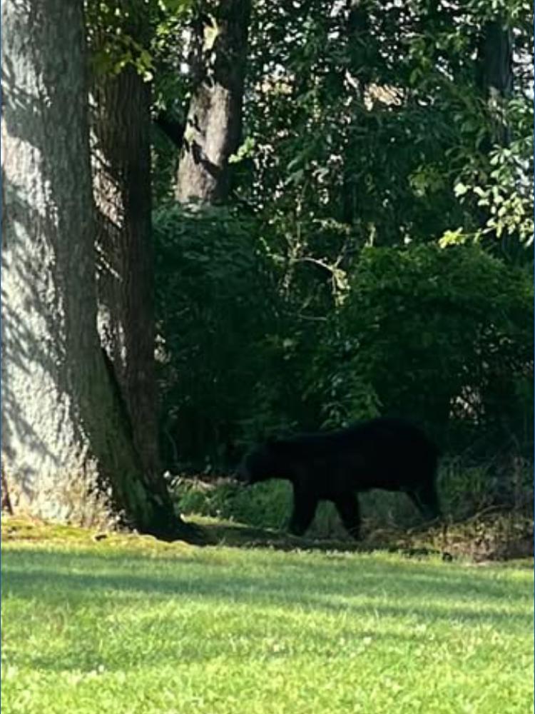 Athens alert: Bear spotted, residents urged to stay safe ...