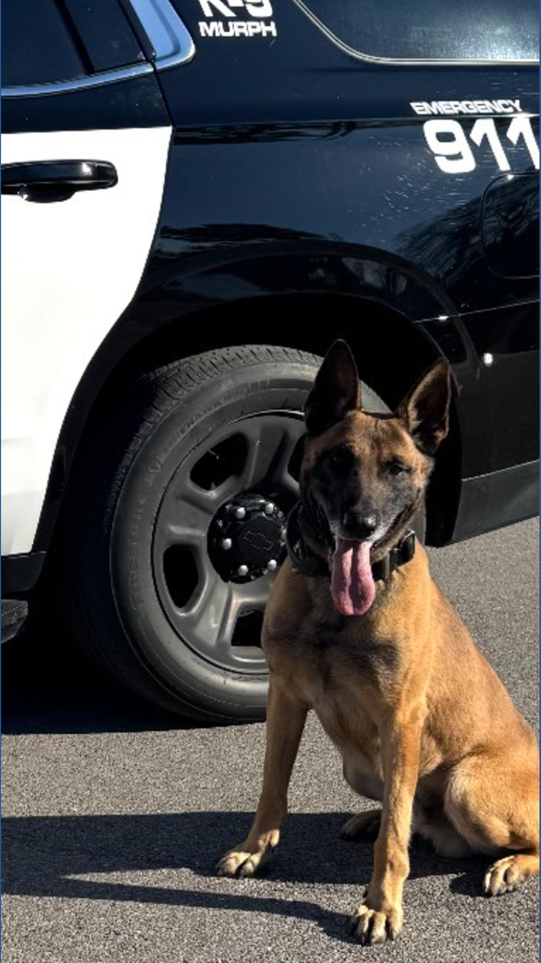 Florence Police Department’s K9 Murph to get donation of body armor ...
