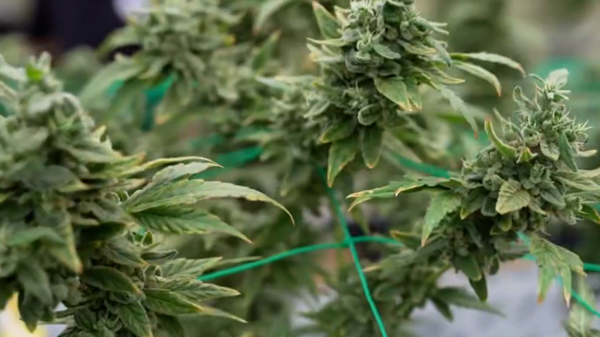 Company granted medical cannabis license plans to open in Athens 'as quickly as possible ...