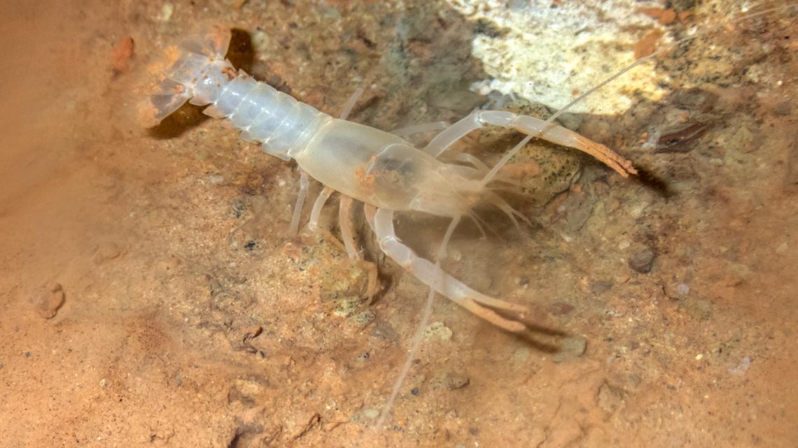 A rare crayfish was found in huntsville | rocketcitynow.com