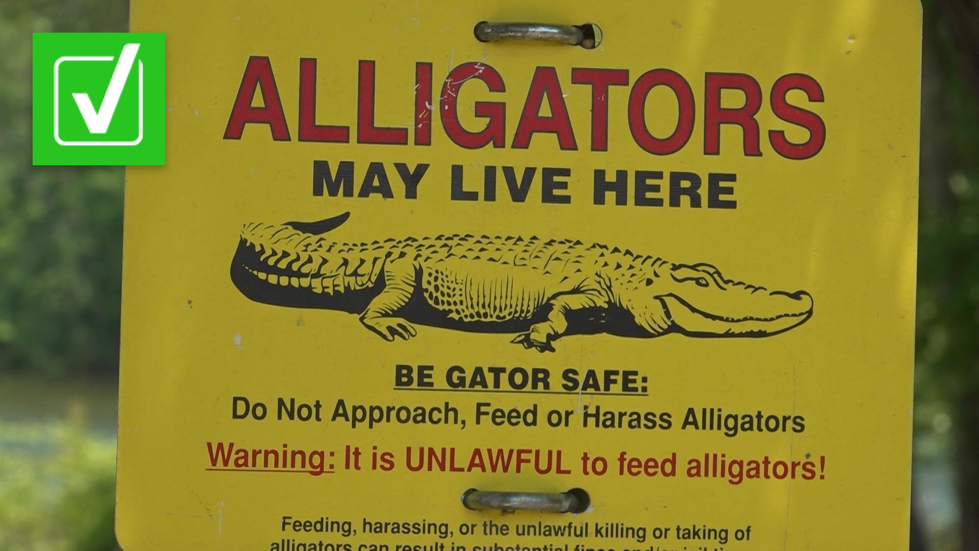 VERIFY: Are alligators native to North Alabama? | rocketcitynow.com